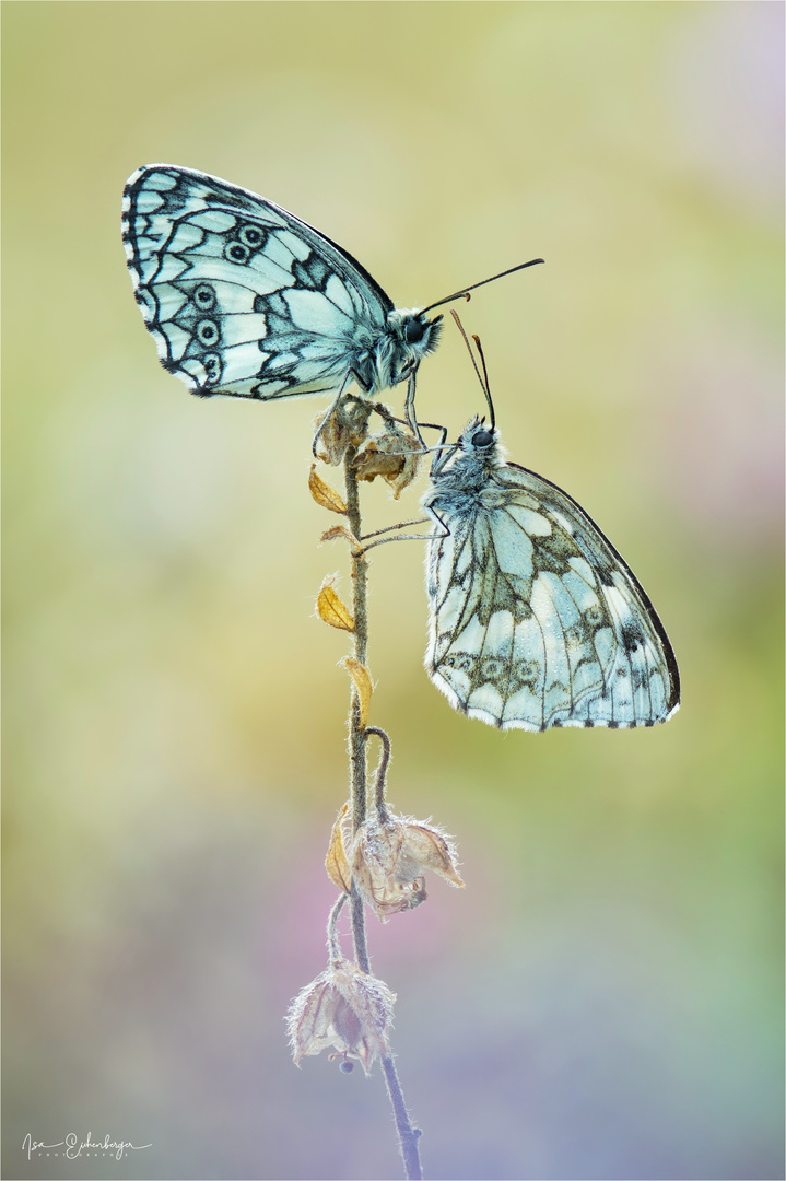 ich halte dich... Foto & Bild | fotos, makro, natur Bilder auf ...