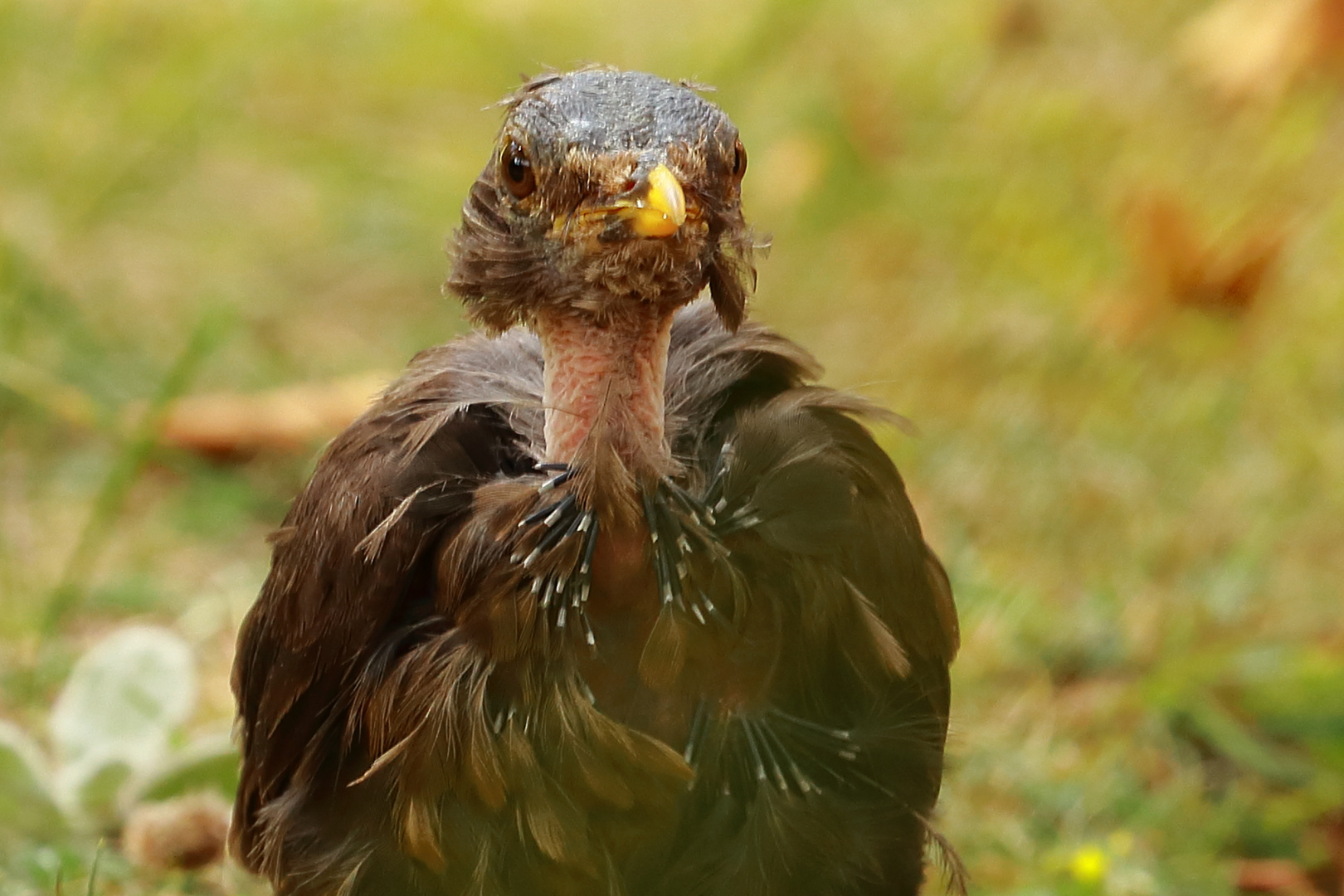 Ich heiße Mausi und bin in der Mauser. Äußerlichkeiten sind nicht ...