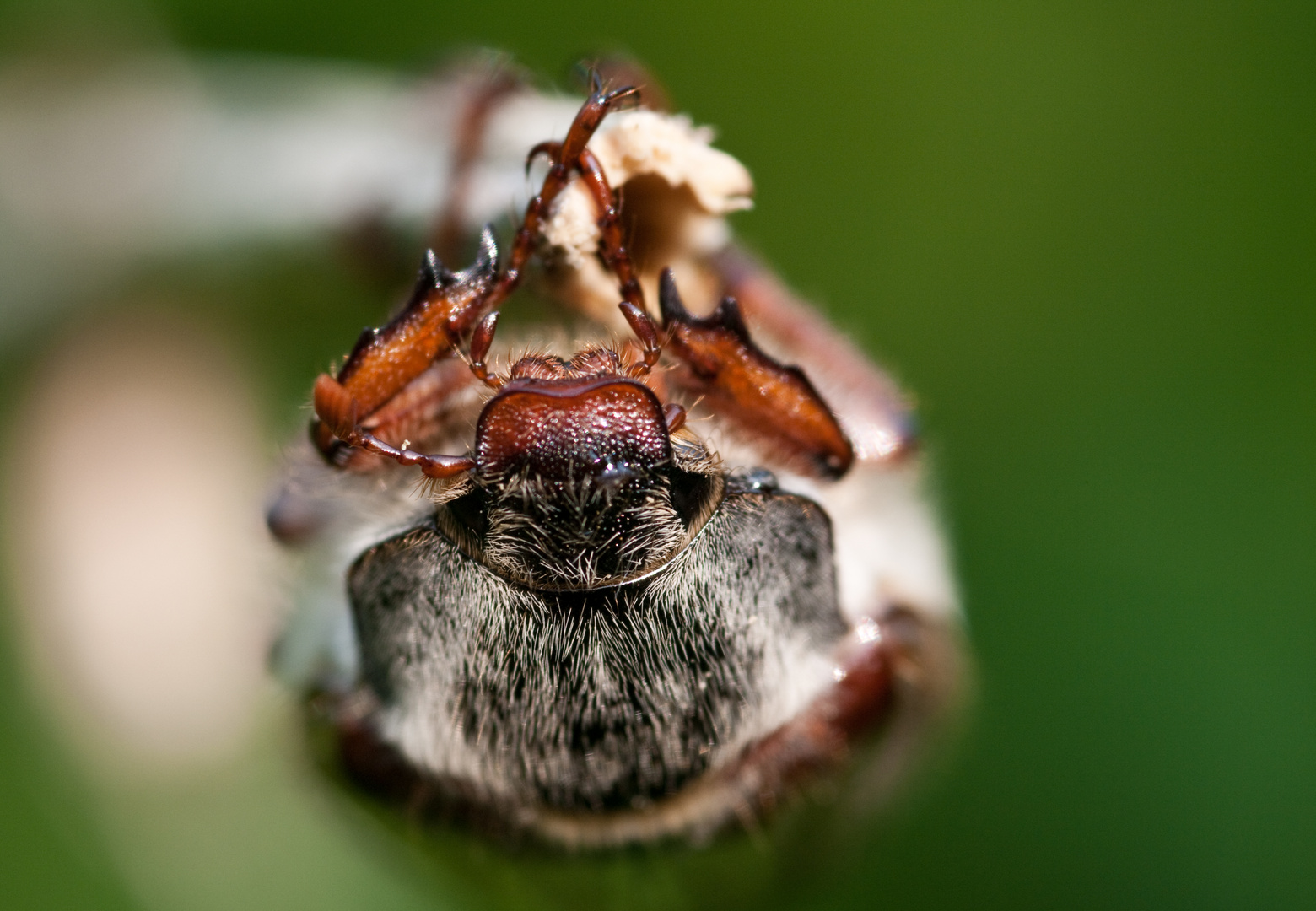 Ich hoffe, Foto & Bild | tiere, wildlife, insekten Bilder auf fotocommunity