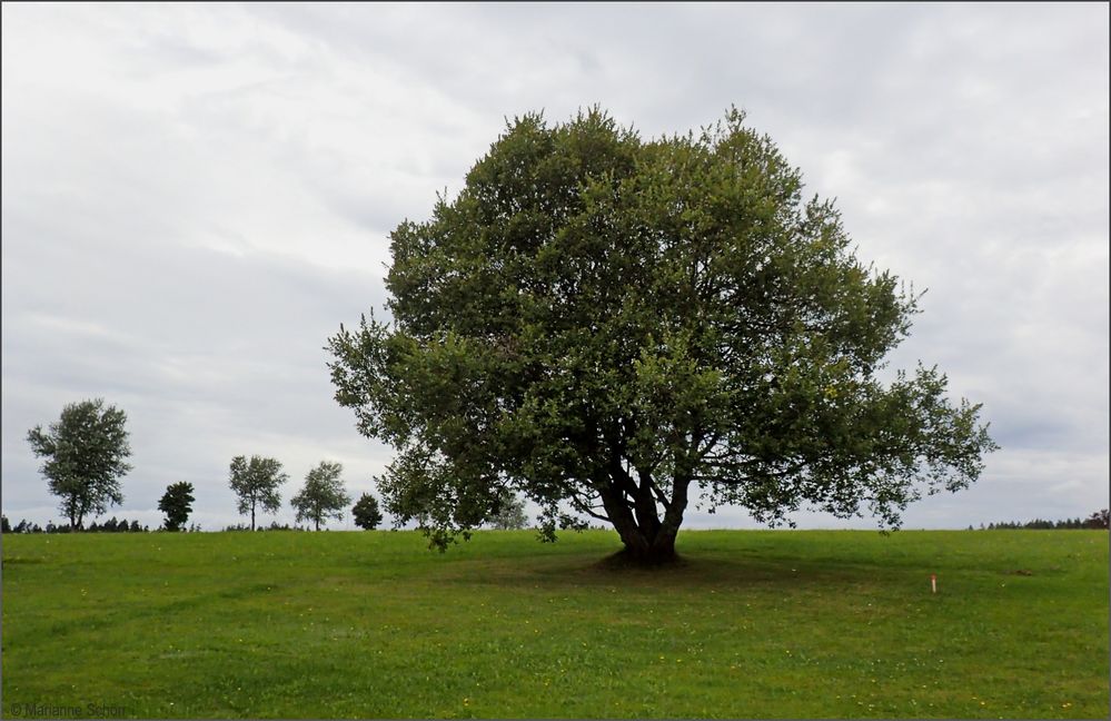 Ich hoffe die Weide darf stehen bleiben... Foto & Bild | bäume, natur ...