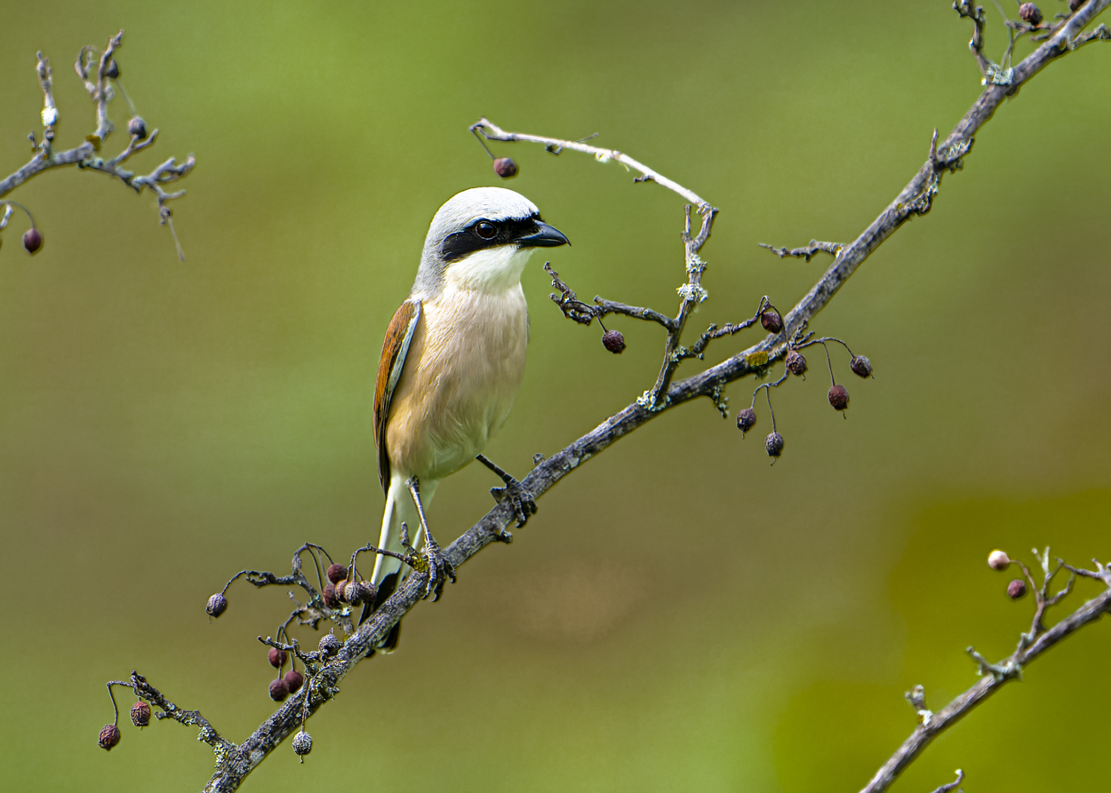 Ich kann nett und freundlich Foto & Bild | europe, balkans, tiere ...