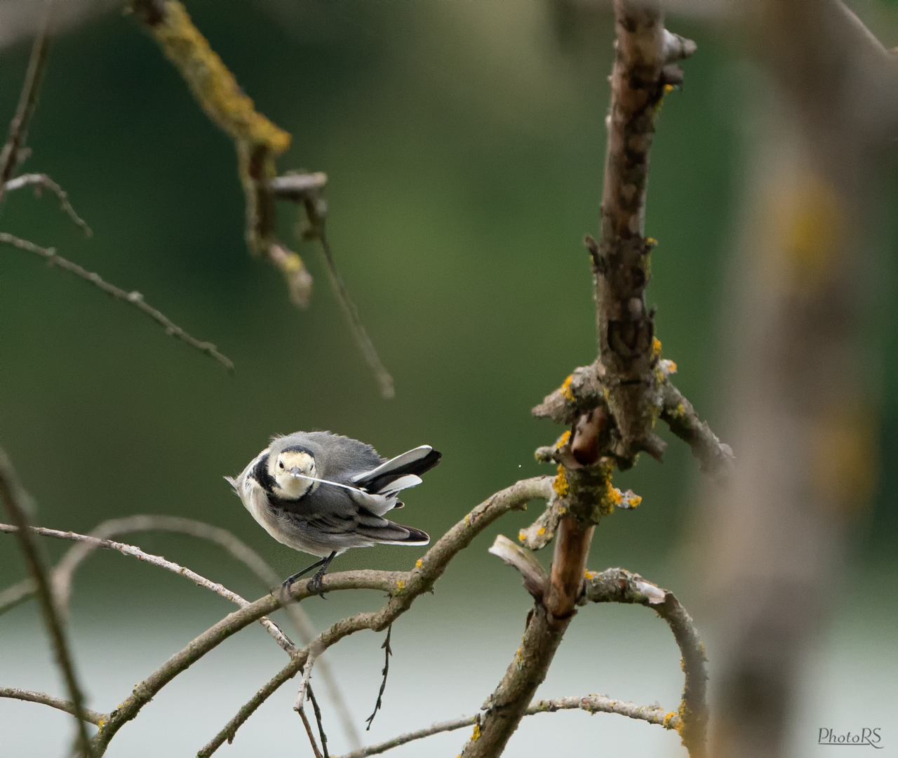 Ich könnte mir die Federn rupfen Foto & Bild | tiere, wildlife, wild ...