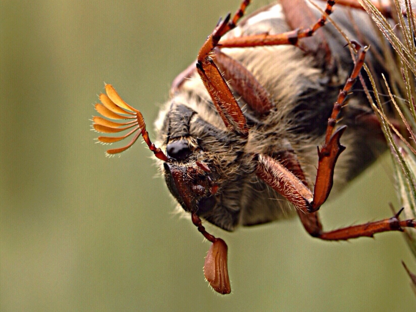 Ich kuck mal, ob einer kuckt. Foto & Bild | tiere, wildlife, insekten ...