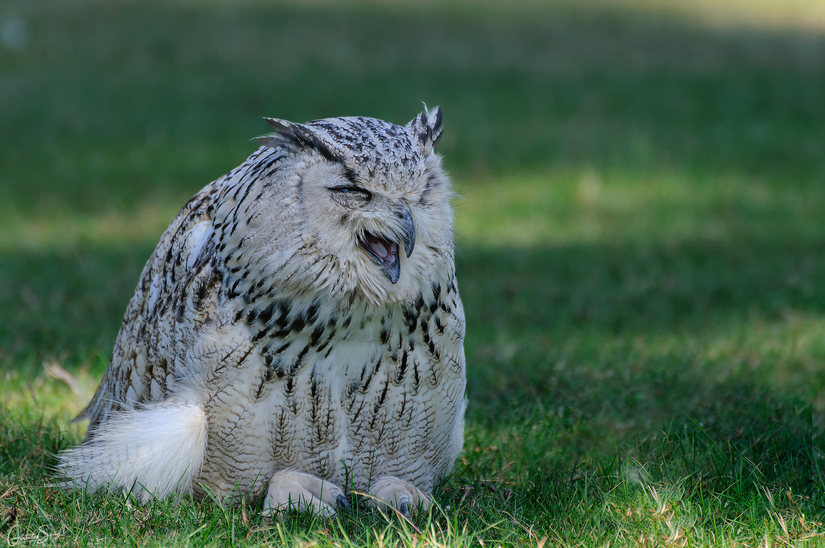 Ich lach mich kaputt.. Foto & Bild | tiere, zoo, wildpark & falknerei ...