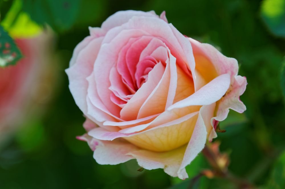 Ich liebe Rosen ... Foto & Bild | pflanzen, pilze & flechten, blüten ...