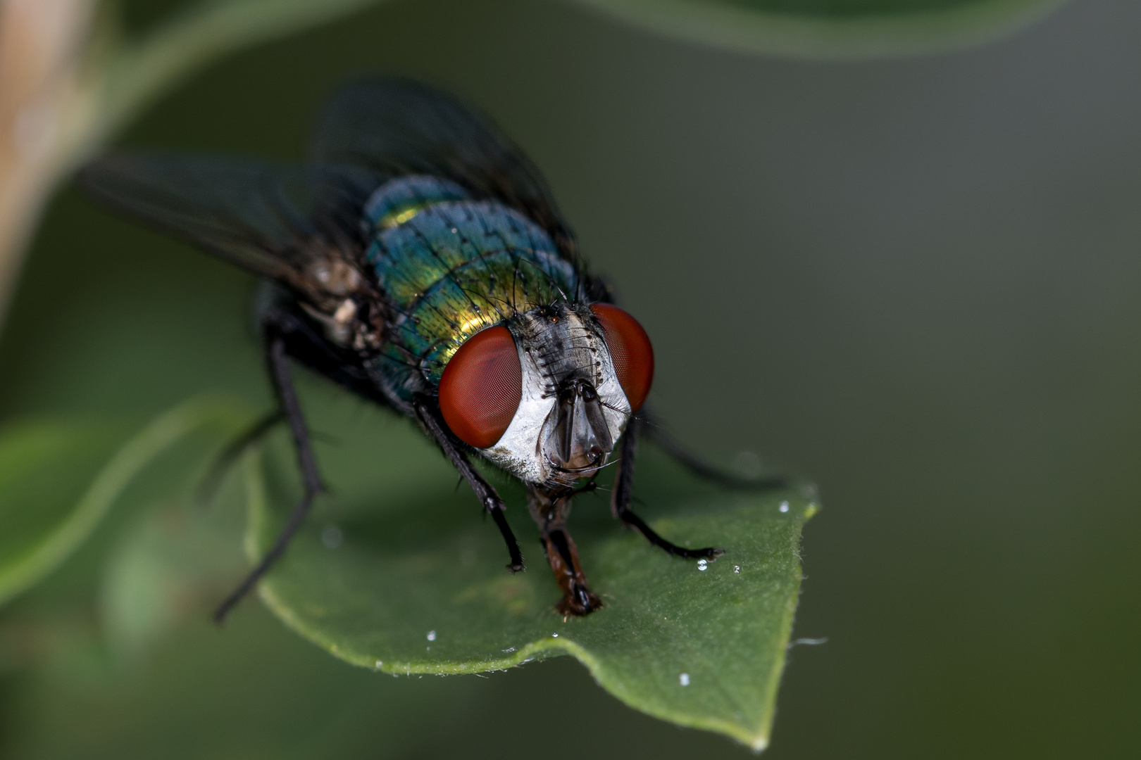 Ich mach mal ne Fliege Foto & Bild | nah- & makro, tiere, wildlife ...