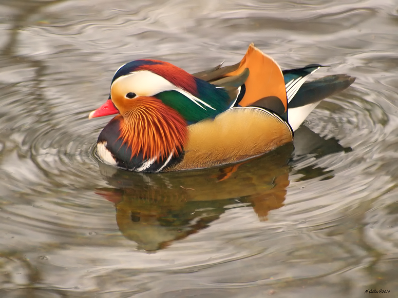 Ich mag diese Enten.... Foto & Bild | tiere, wildlife, wild lebende ...