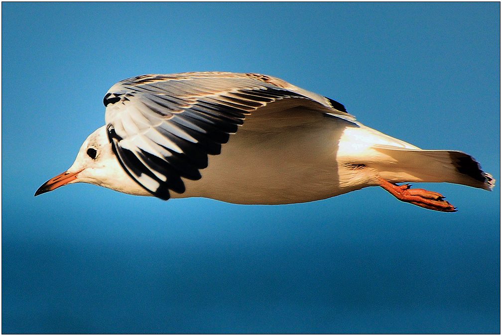 Ich muss weiter ... immer weiter Foto & Bild | himmel, himmel ...