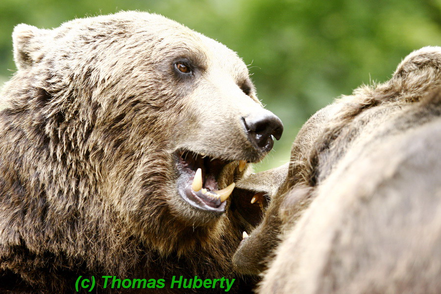 ich sag dir was ins Ohr..... Foto & Bild | tiere, wildlife, wildlife ...