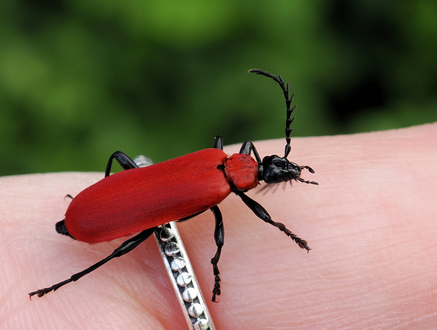 Ich sag ja mein Archiv ist voll mit Käfern … Foto & Bild | natur ...
