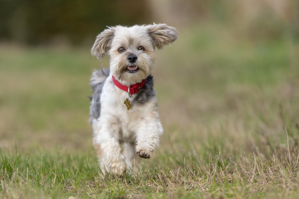 Ich schulde euch ja noch Foto & Bild | hunde, natur, tiere Bilder auf ...