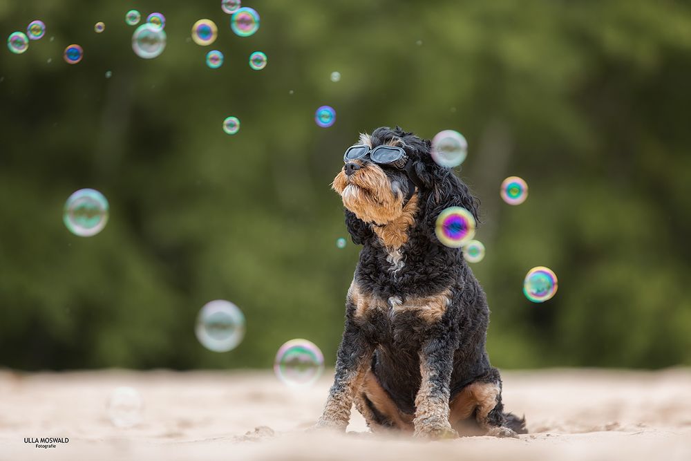 ...ich seh sie kommen... Foto & Bild | outdoor, seifenblasen, hunde Bilder auf fotocommunity
