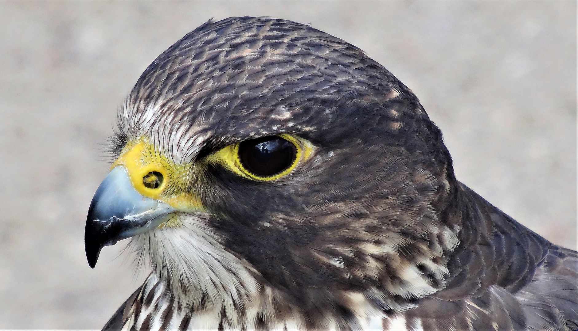 *ich sehe Alles* Falke Portrait Foto & Bild | natur, zoo, tiere Bilder ...