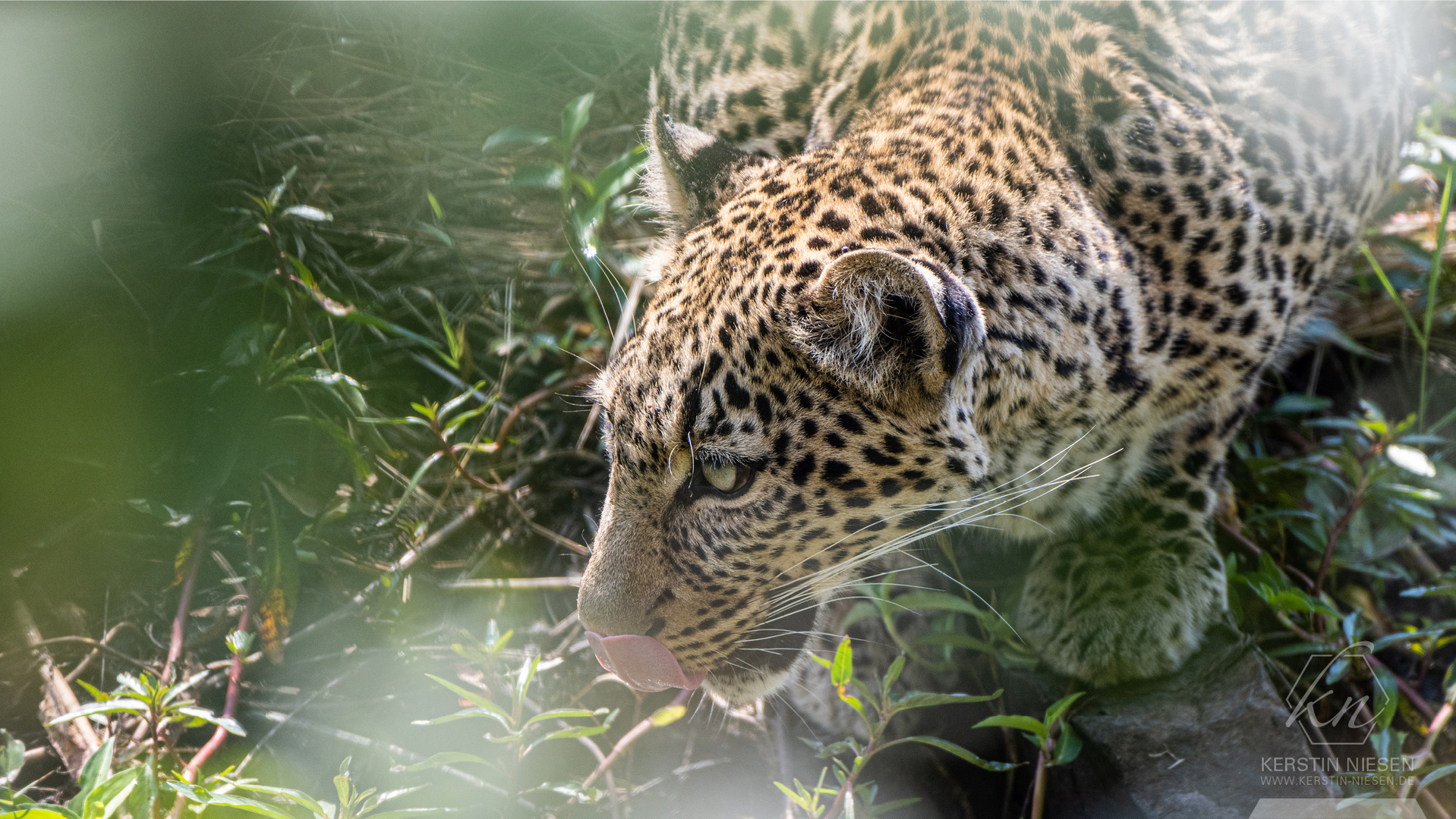 Ich sehe dich – ein Leopard auf der Jagd Foto & Bild | natur, tier ...