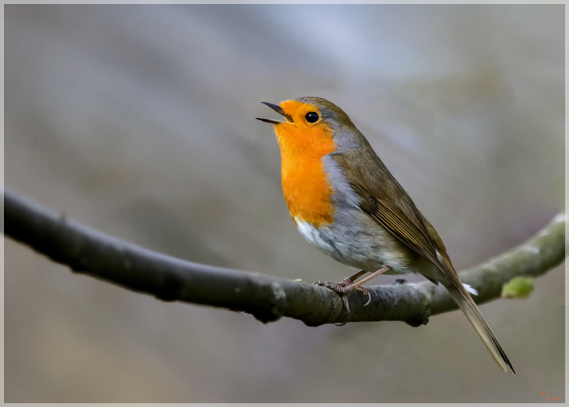 Ich sing ein Lied für dich Foto & Bild | januar, natur, nrw Bilder auf ...