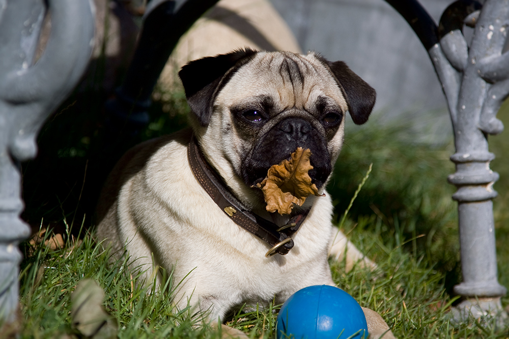 ich soll das "Maul" halten !!!! Foto & Bild | tiere, haustiere, hunde ...