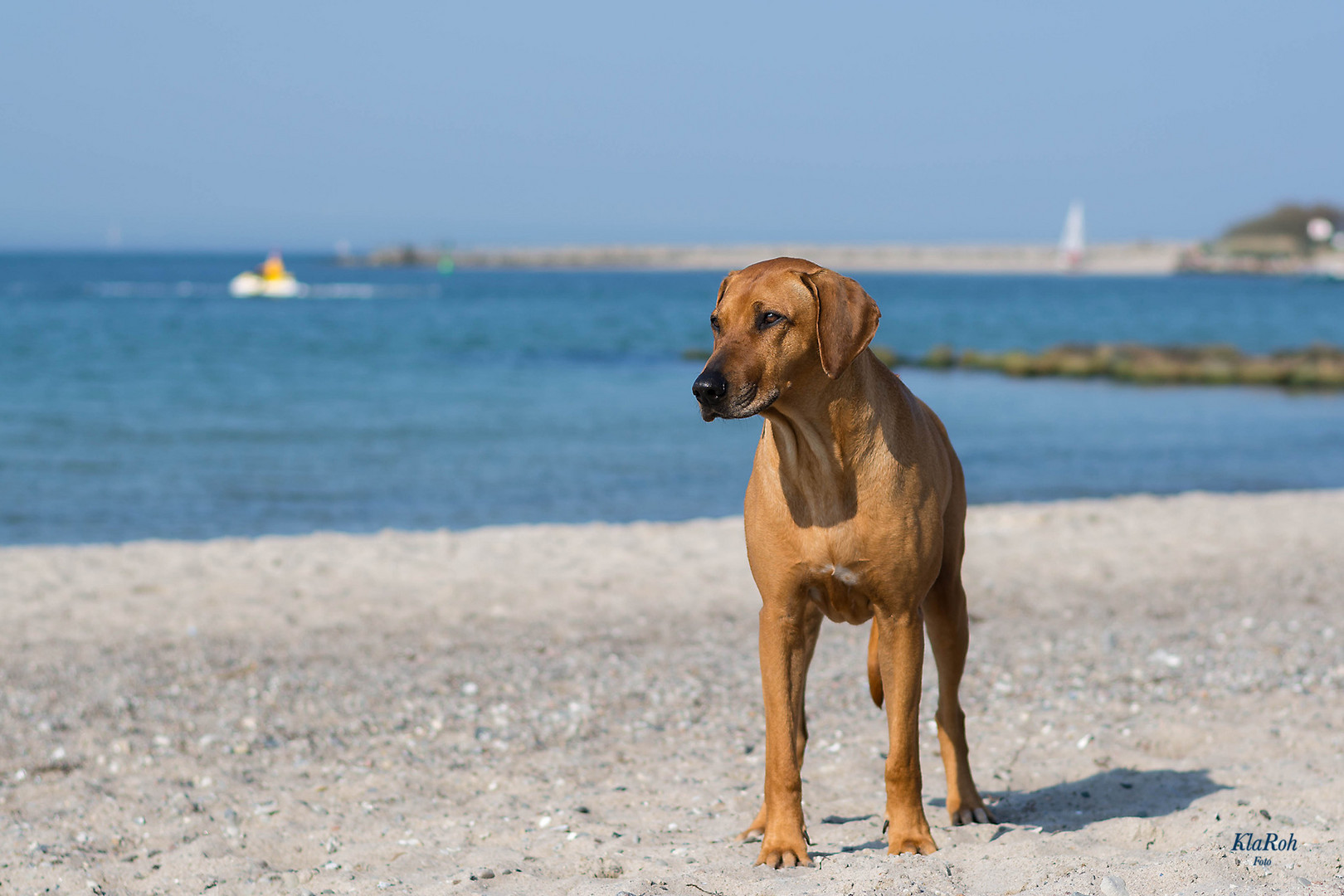 Ich wäre dann jetzt bereit,... Foto & Bild | tiere, haustiere, hunde ... Ich wäre dann jetzt bereit,... Foto & Bild | tiere, haustiere, hunde ...