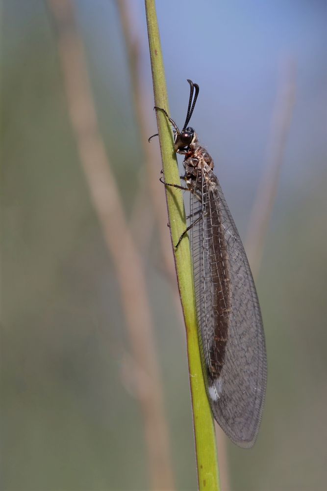 Ich war einmal ein Löwe Foto & Bild | makro, natur, insekten Bilder auf ...