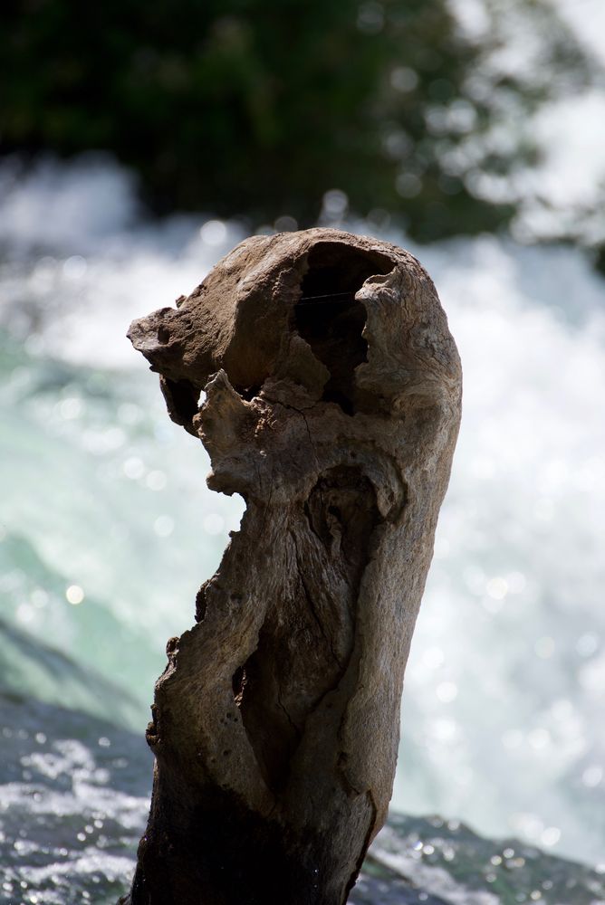 "Ich war mal ein großer Ast an einem Baum" Foto & Bild | world, spezial ...