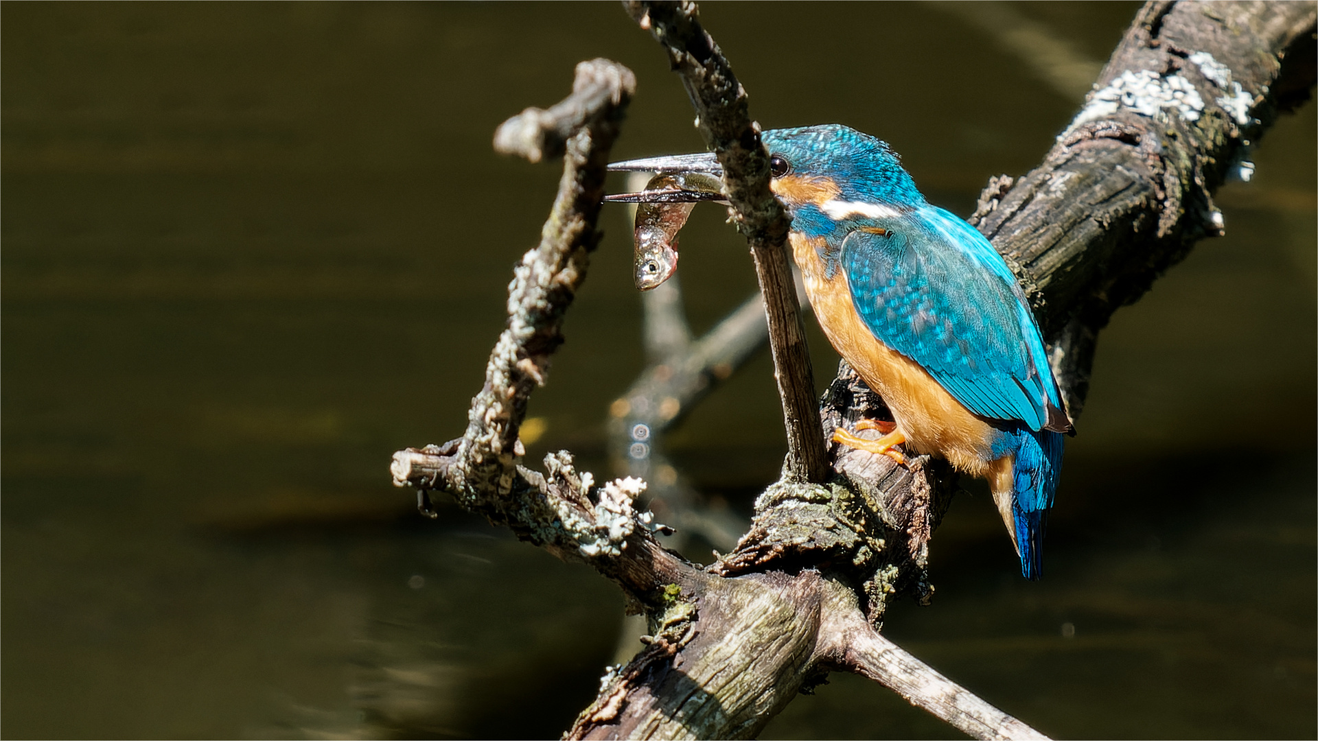 ich weiß, der Ast ist blöd ..... Foto & Bild | hamburg, natur, tiere ...