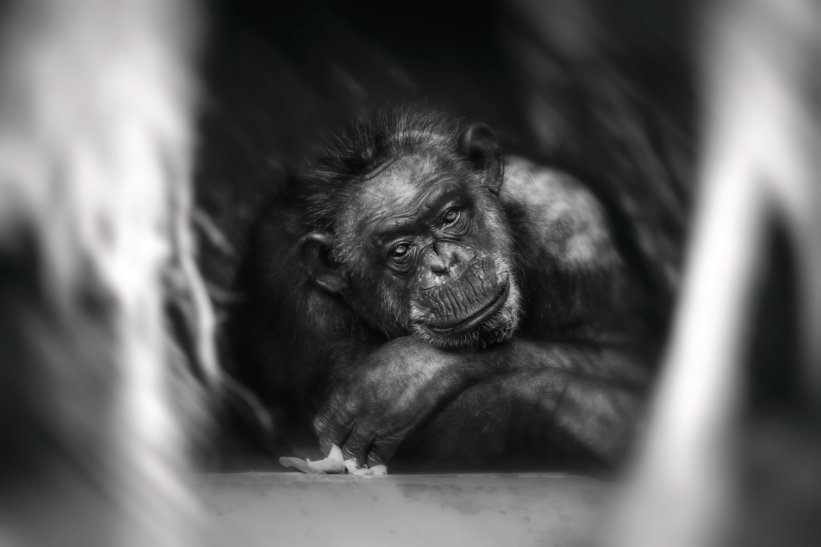 ich weiß nicht .......... Foto & Bild | natur, tiere, primaten Bilder ... ich weiß nicht .......... Foto & Bild | natur, tiere, primaten Bilder ...