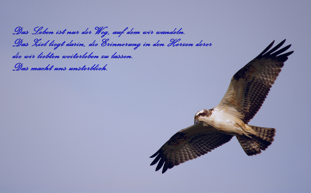 Ich werde immer an Dich denken Foto & Bild | trauer, trauer - ein ...