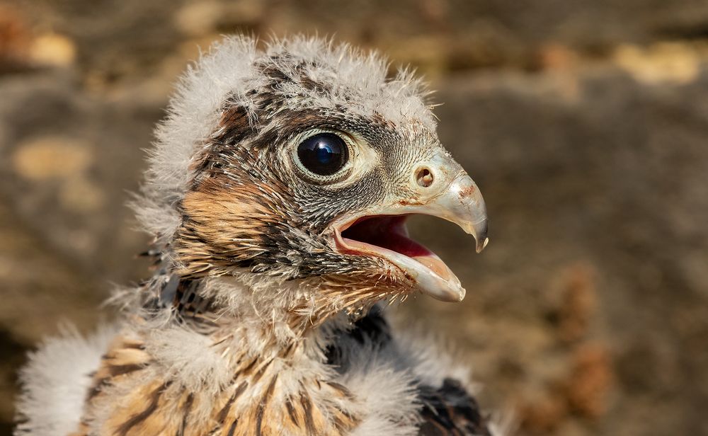 Ich will auch beim Spiegeltag mitmachen Foto & Bild | spezial, frühling ...