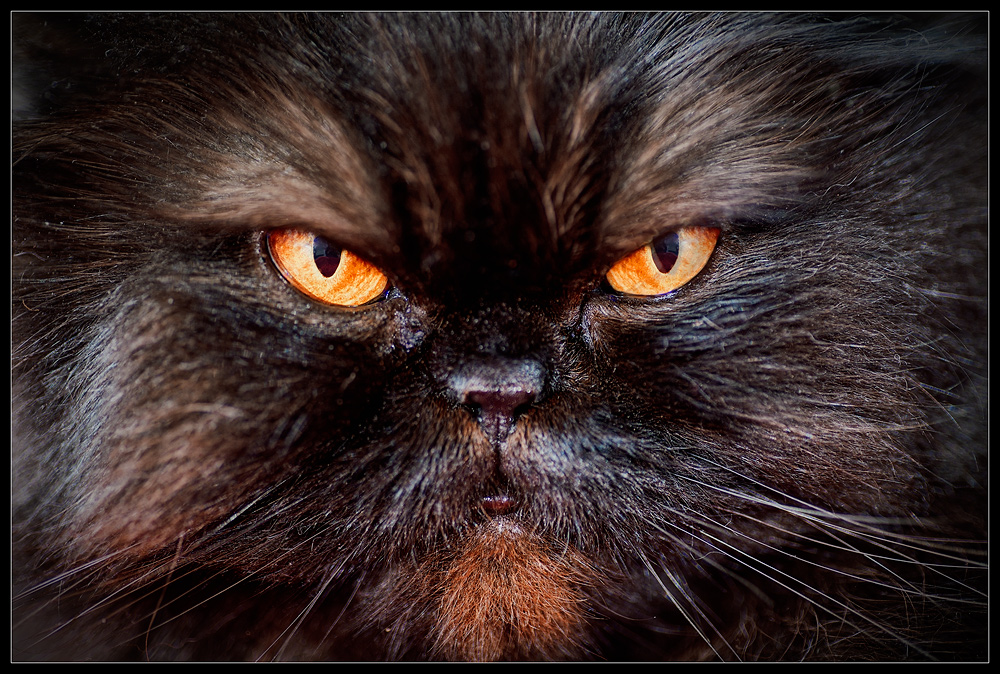 Ich wollte auch mal ein Katzenbild veröffentlichen... Foto & Bild ...