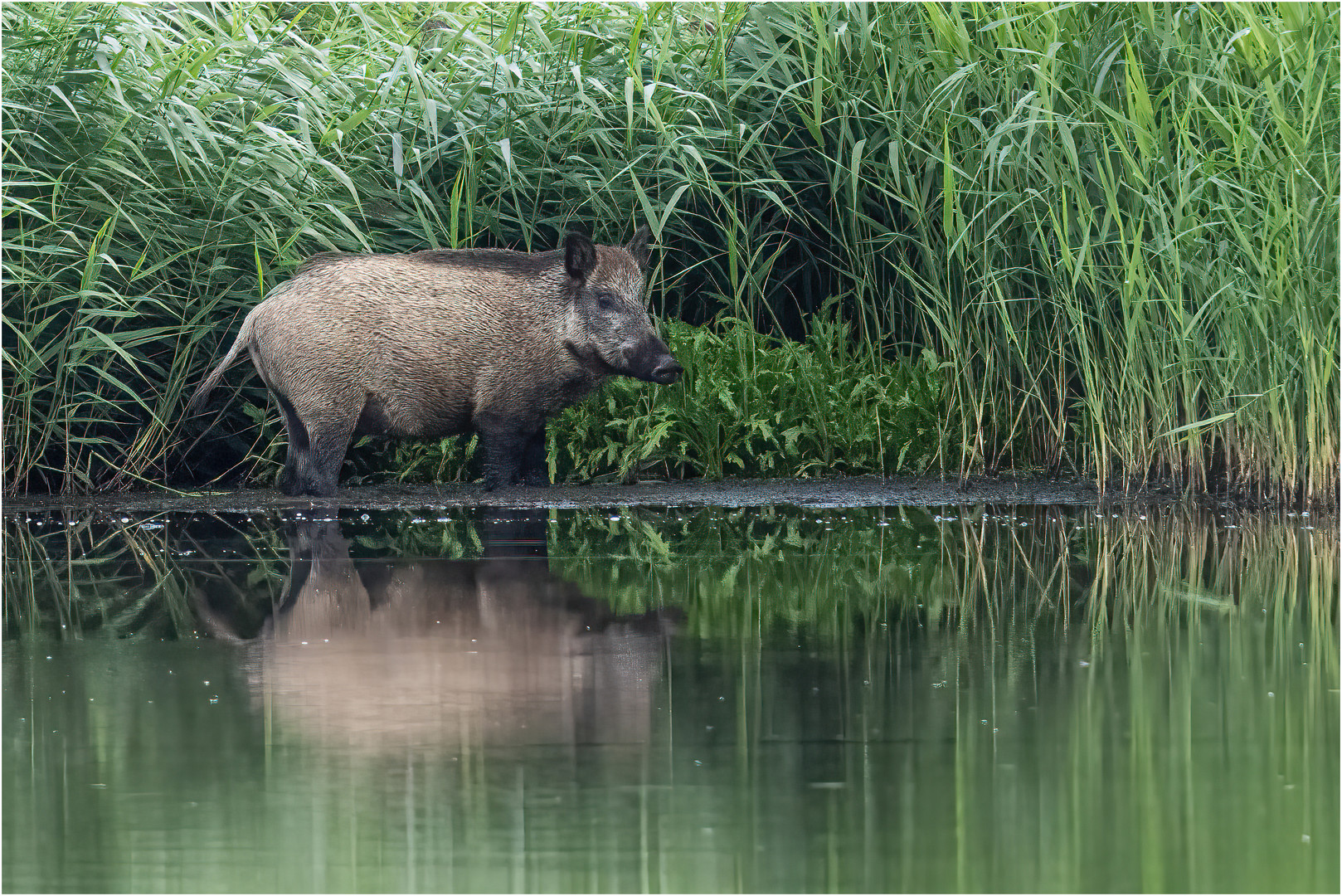 Ich wollte doch nur.. Foto & Bild | tiere, wildlife, säugetiere Bilder ... Ich wollte doch nur.. Foto & Bild | tiere, wildlife, säugetiere Bilder ...