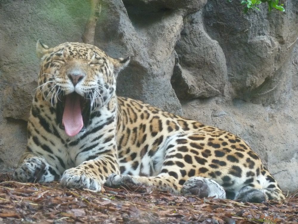 Ich wollte schon immer einen Jaguar haben- Foto & Bild | tiere, zoo, wildpark & falknerei ...