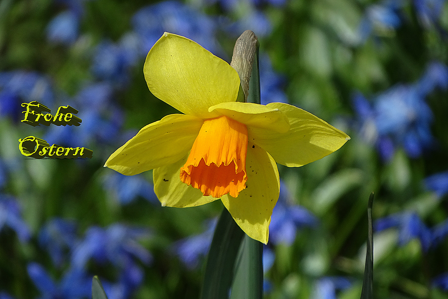 Ich wünsche Euch Allen ein schönes Osterfest Foto & Bild | gratulation ...
