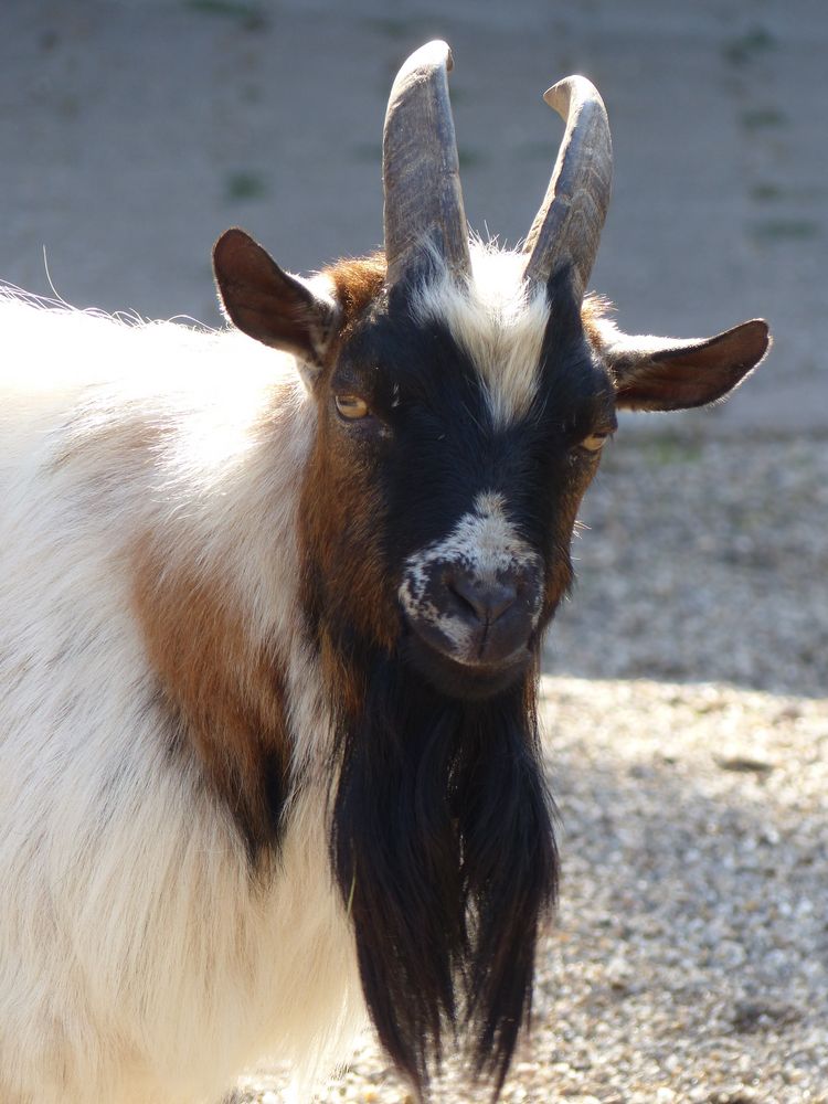 " Ich Ziege - und du?" Foto & Bild | tiere, haustiere, nutztiere Bilder ...