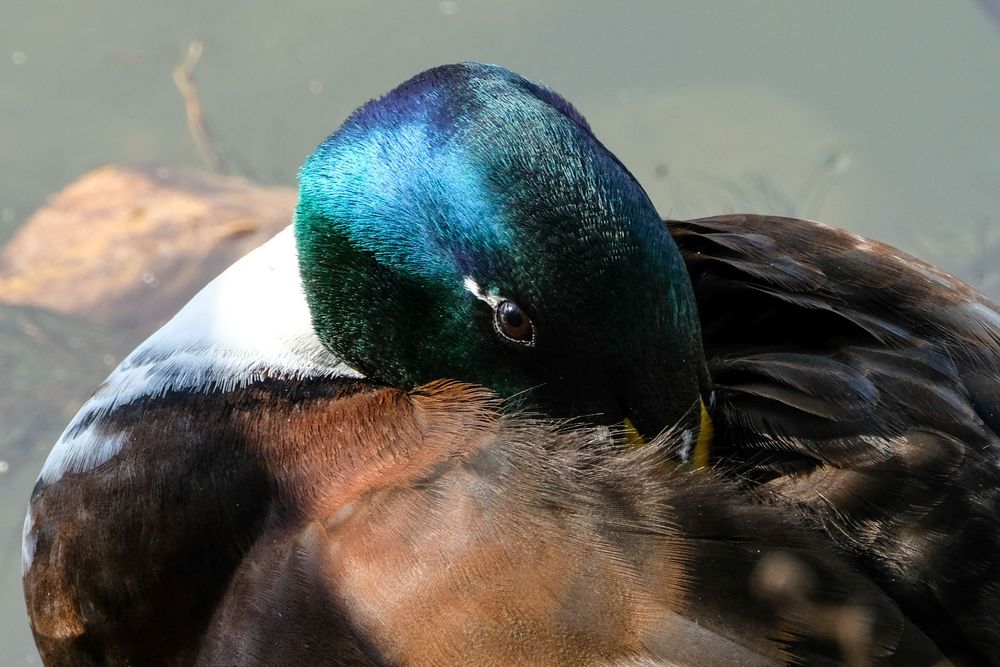 Ich ziehe mich zurück..... Foto & Bild | spezial, natur, tiere Bilder ... Ich ziehe mich zurück..... Foto & Bild | spezial, natur, tiere Bilder ...