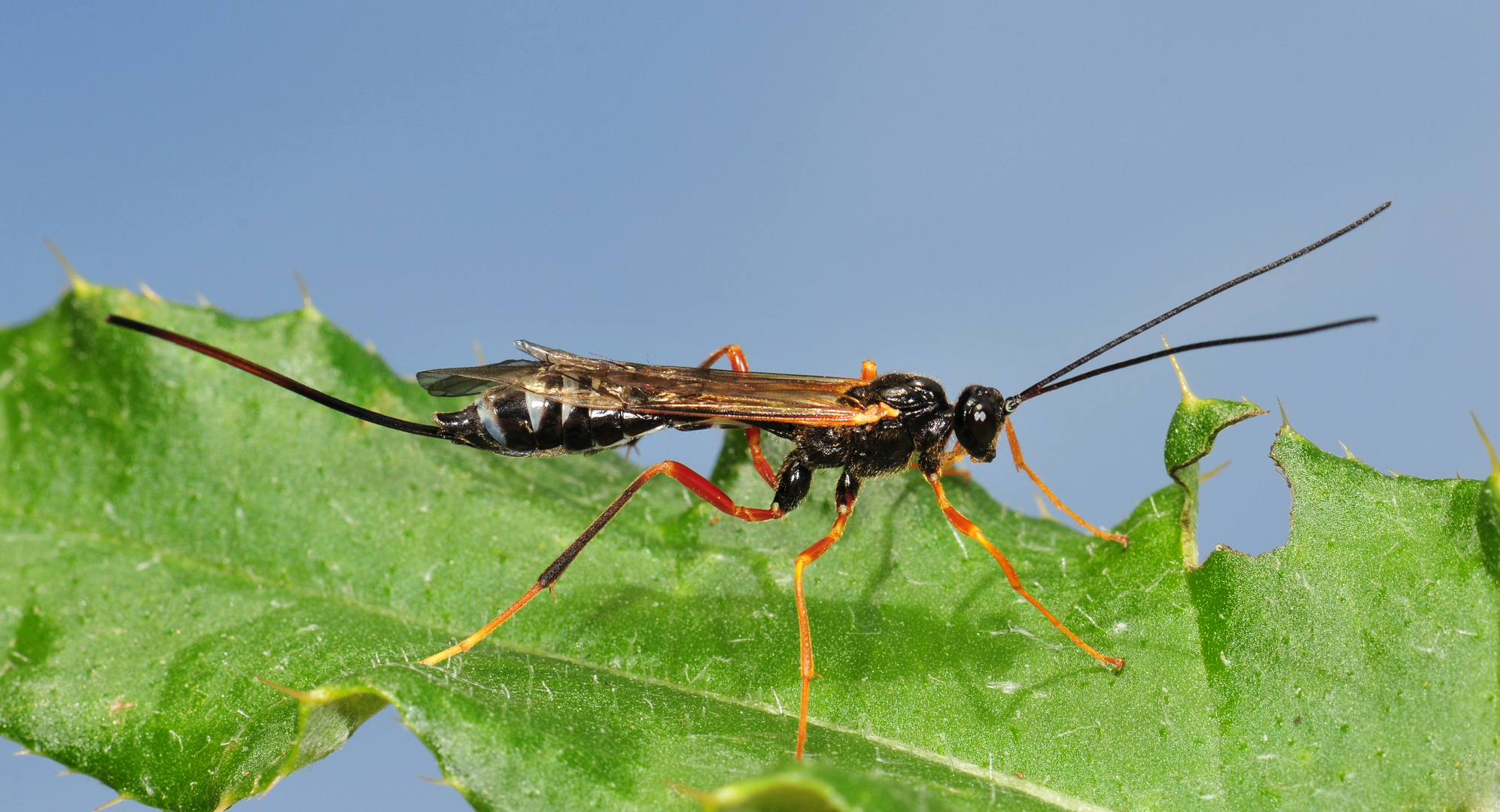 ICHNEUMON FEMELLE photo et image | macro nature, macro insectes ...