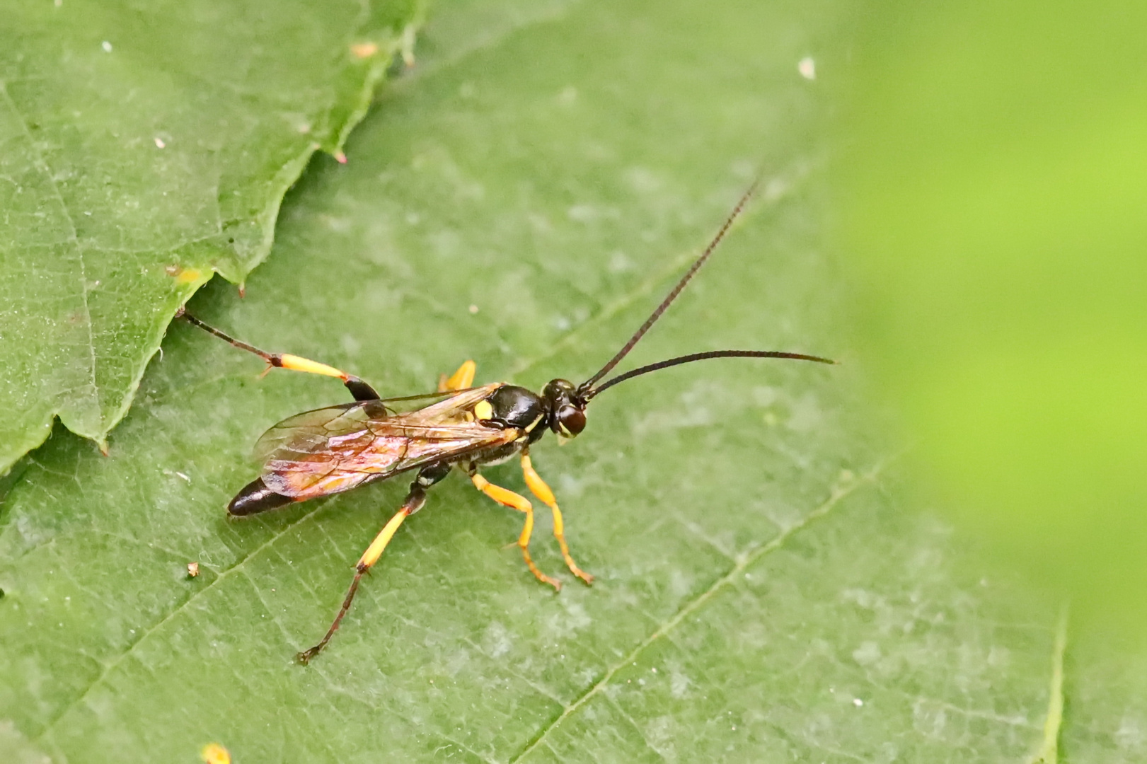 Ichneumon sp. Foto & Bild | natur, insekten, tiere Bilder auf fotocommunity