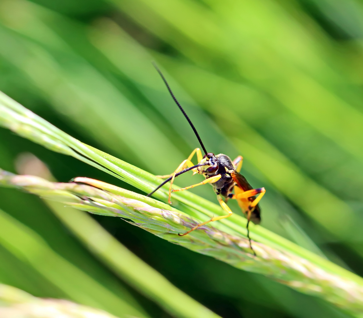 Ichneumon sp. Foto & Bild | natur, insekten, tiere Bilder auf fotocommunity