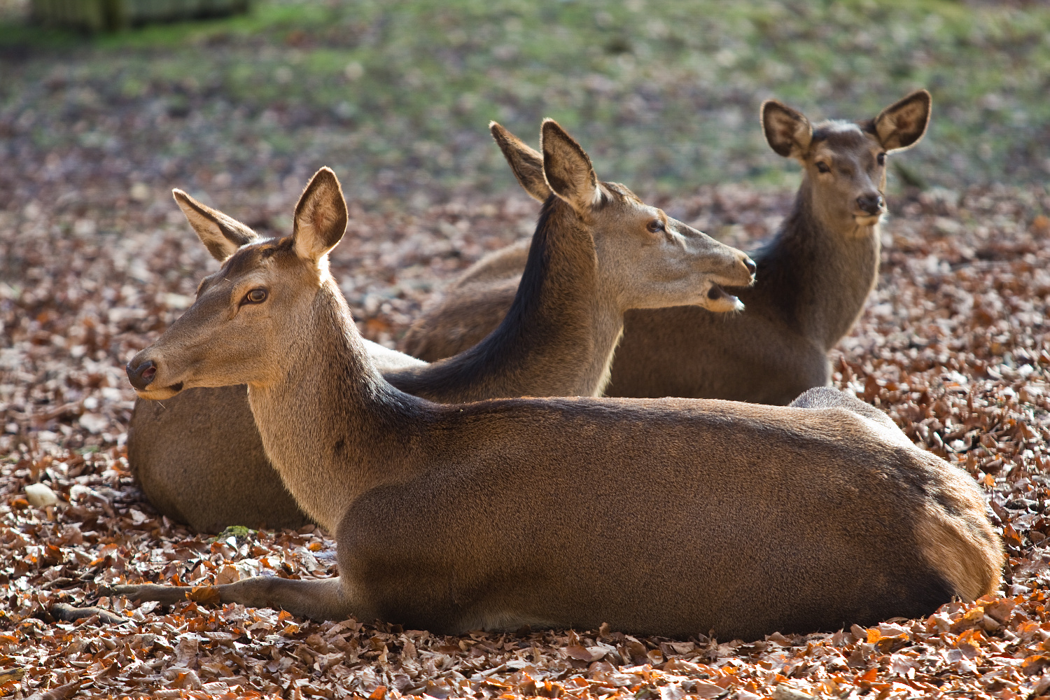 Idillio Foto % Immagini| animali, natura, mammiferi Foto su fotocommunity