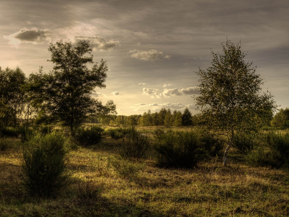 Idyll Foto & Bild | natur, landschaft, heide Bilder auf fotocommunity