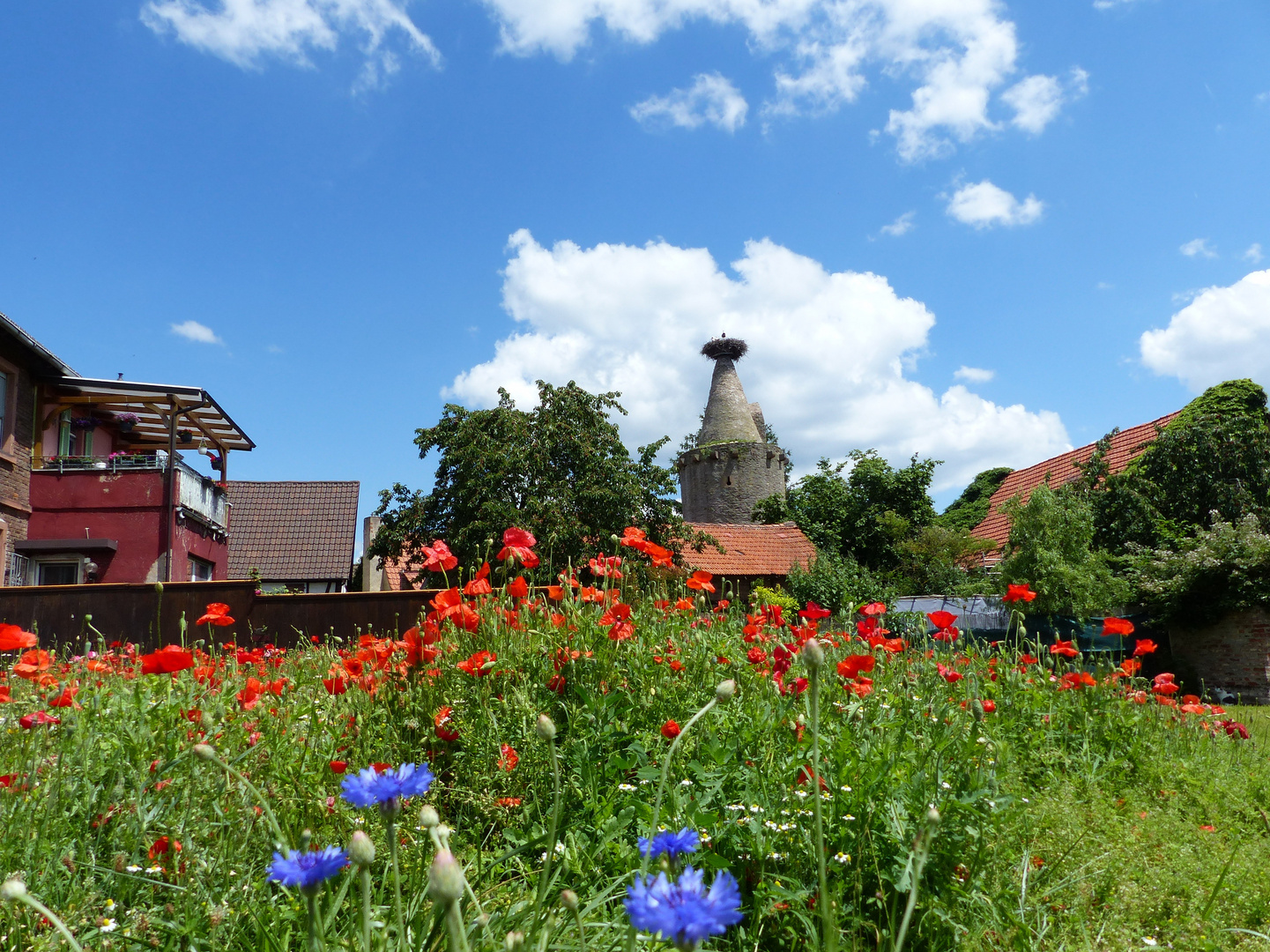 Idylle in Erlensee ... Foto & Bild | tiere, wildlife, wild lebende ...