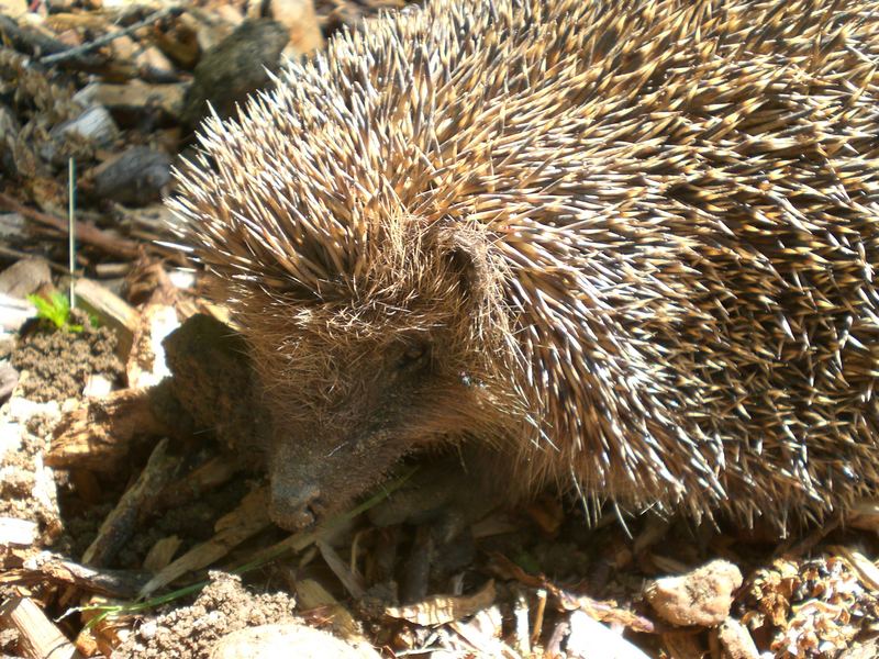 Igel Foto & Bild | tiere, wildlife, säugetiere Bilder auf fotocommunity