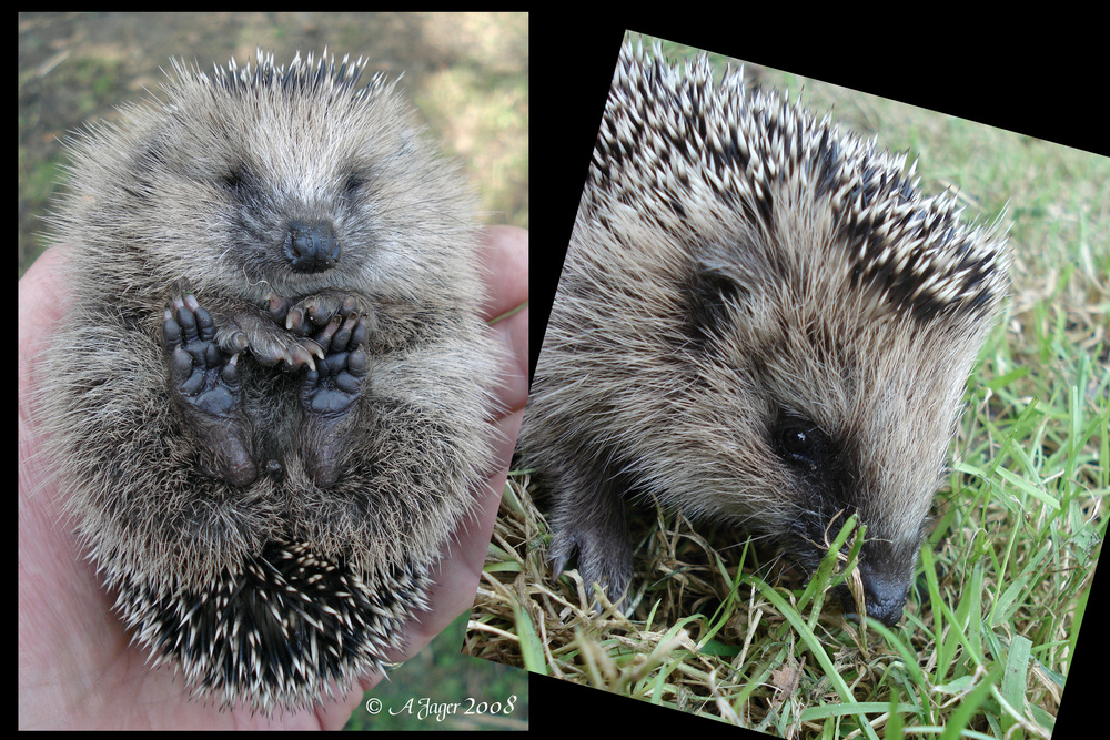 Igel-Baby Foto & Bild | tiere, wildlife, wildlife: sonstige tiere ...