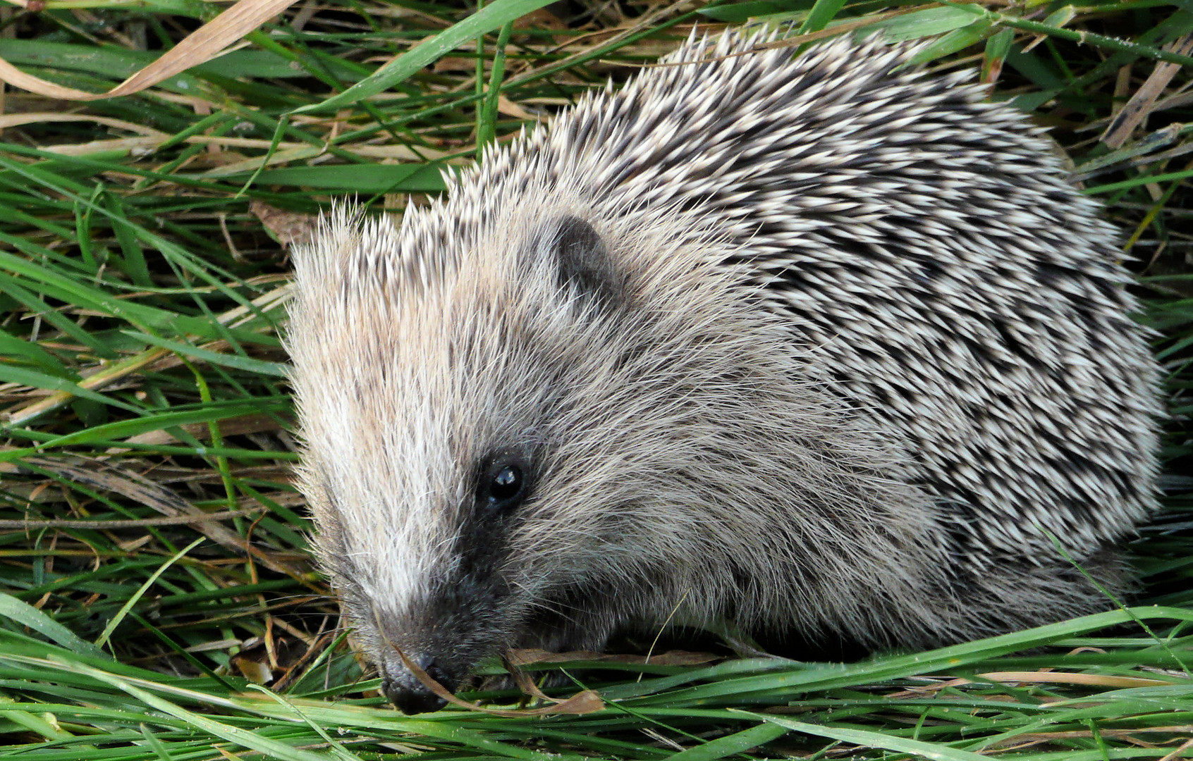 Igel Foto & Bild | natur, tiere, wildlife Bilder auf fotocommunity