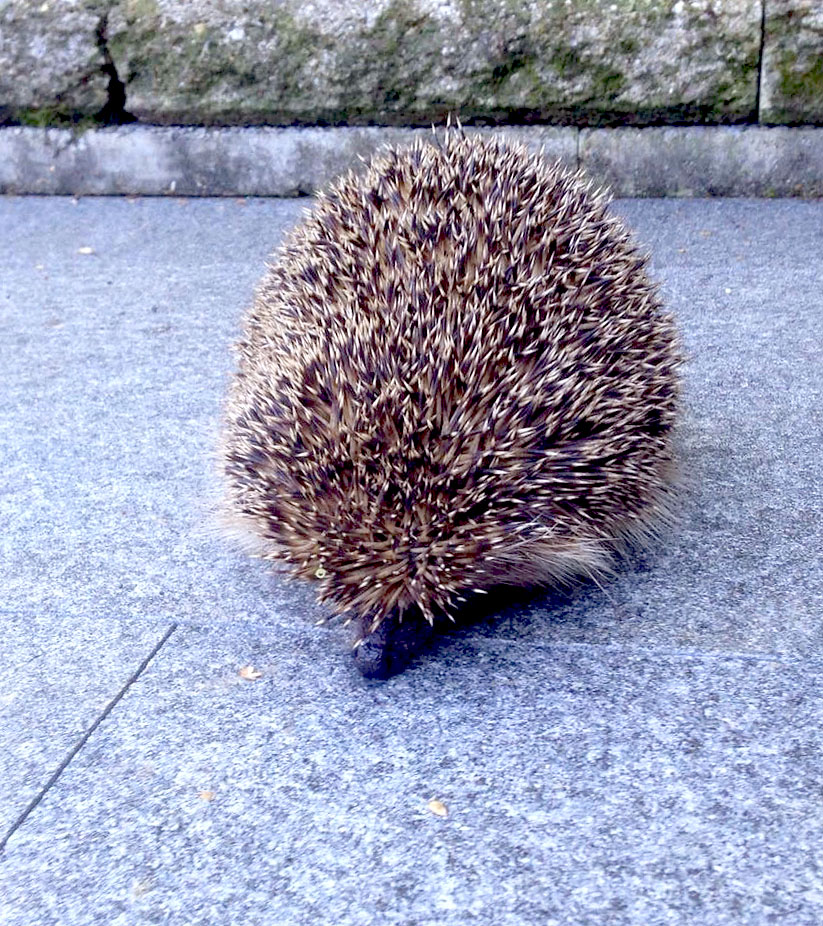 Igel Foto & Bild | natur, tiere, wildlife Bilder auf fotocommunity