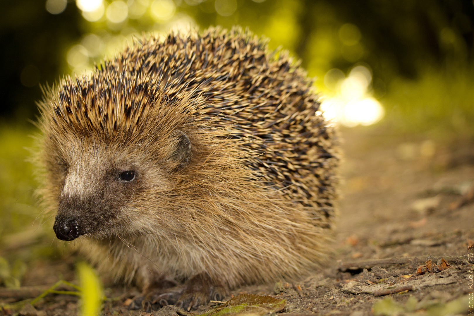 Igel Foto & Bild | tiere, wildlife, säugetiere Bilder auf fotocommunity