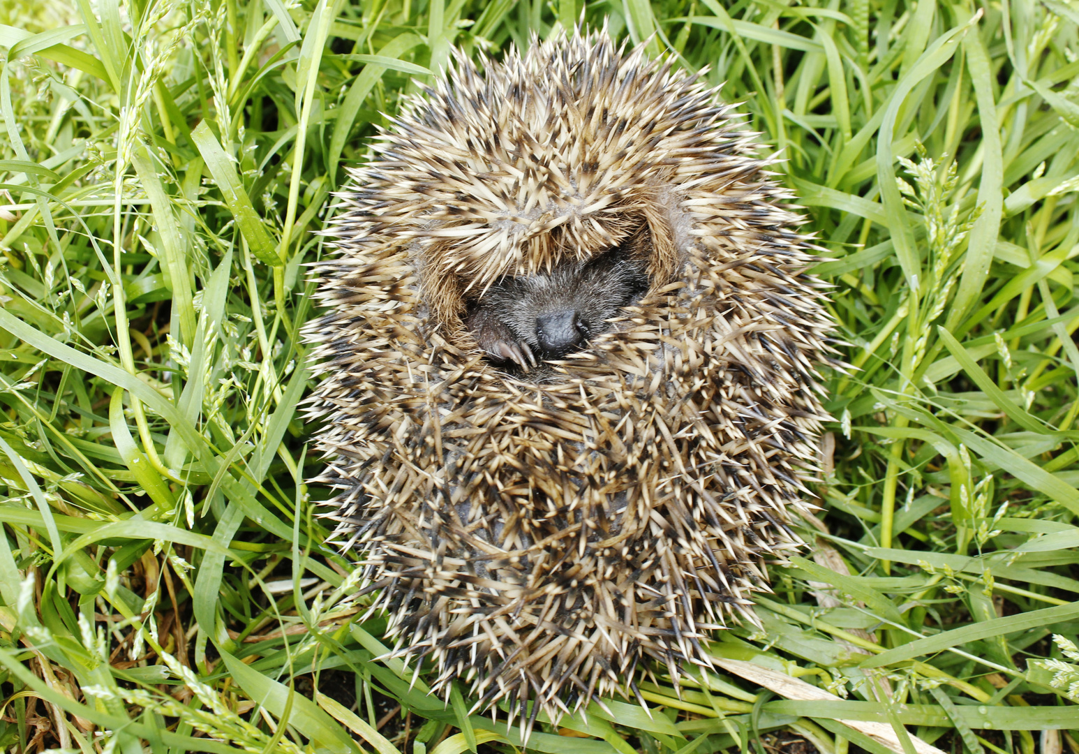 Igel-Kind Foto & Bild | tiere, tierkinder, hunde Bilder auf fotocommunity