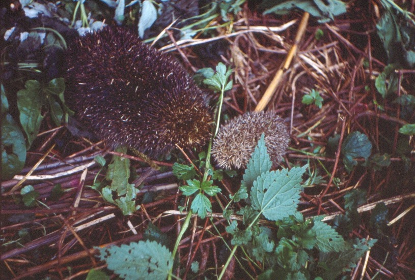 Igel mit Kind Foto & Bild | andere tiere, natur, tiere Bilder auf ...