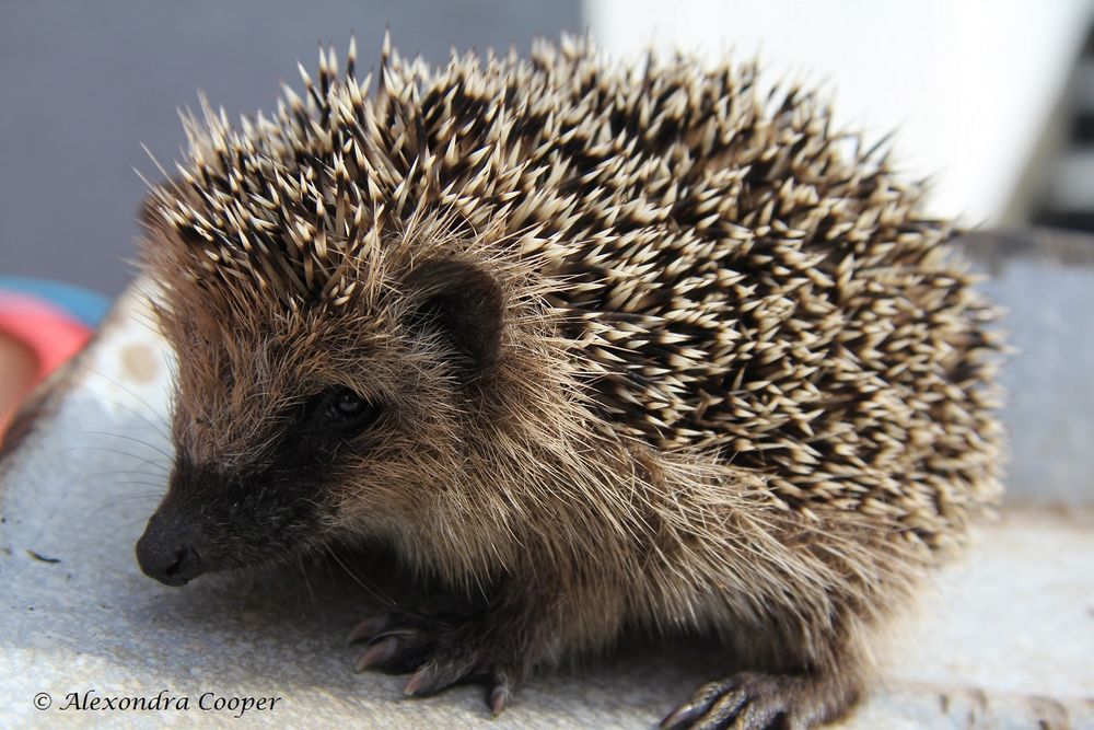 Igelbaby Foto & Bild | tiere, tierkinder, natur Bilder auf fotocommunity