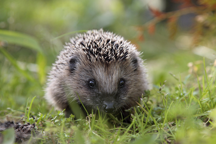 Igelbaby Foto & Bild | tiere, tierkinder, natur Bilder auf fotocommunity