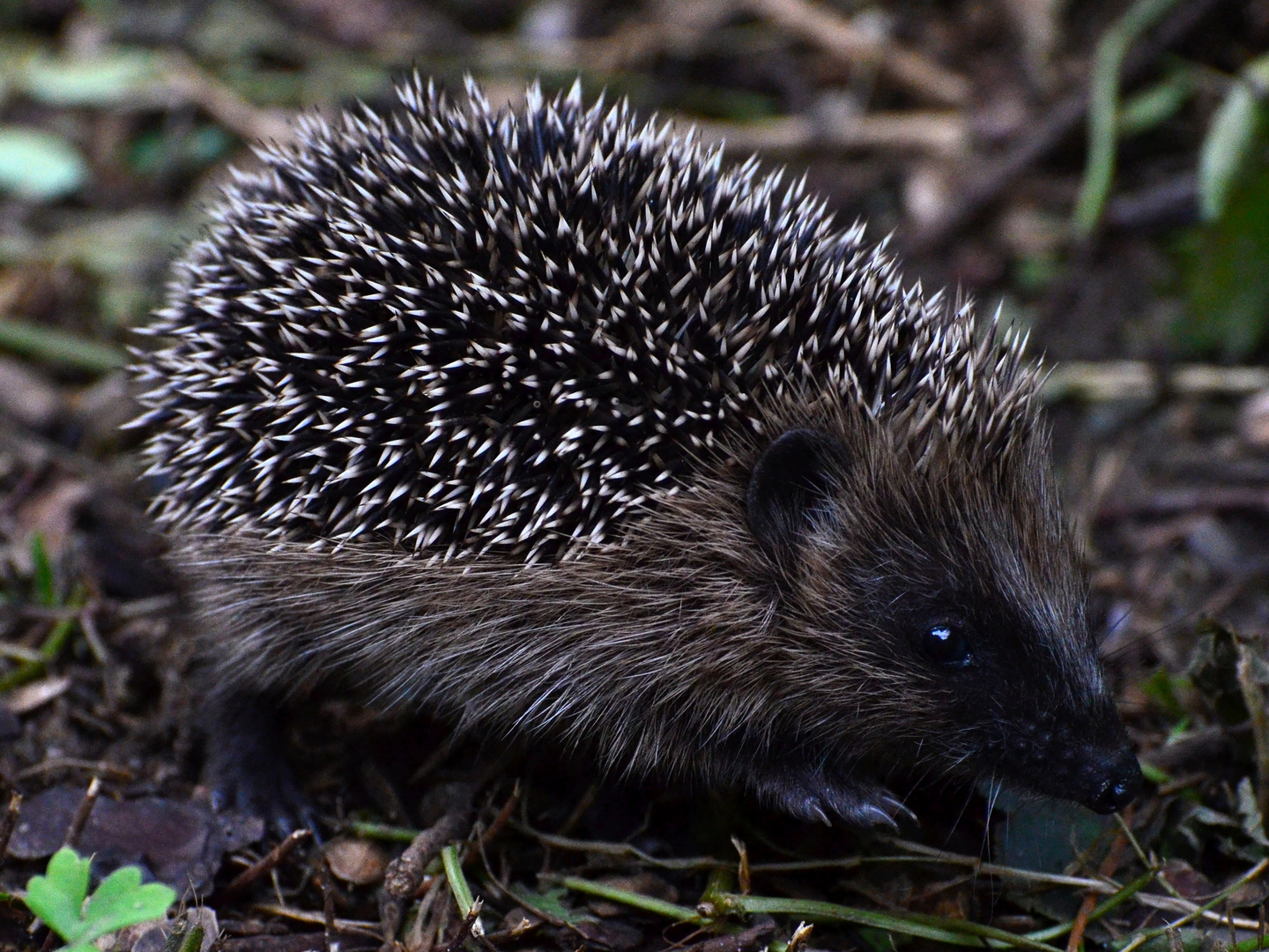 Igelbaby (Mini) Foto & Bild | tiere, wildlife, säugetiere Bilder auf ...
