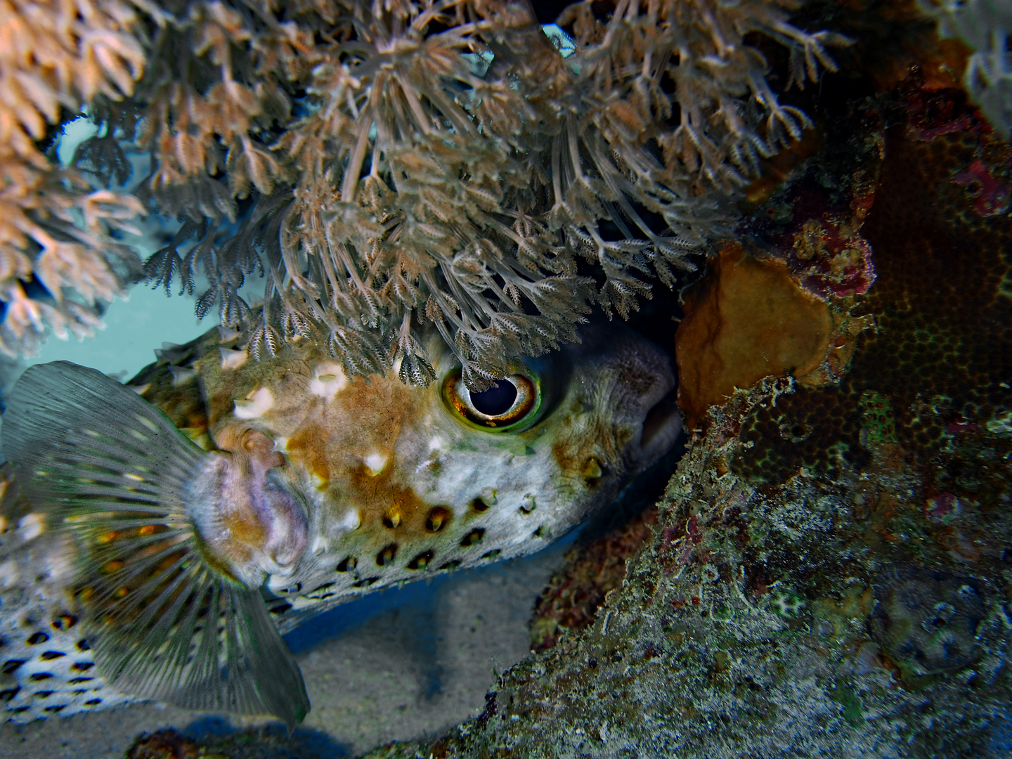 Igelfisch Foto & Bild | unterwasser, uw-salzwasser, natur-kreativ ...